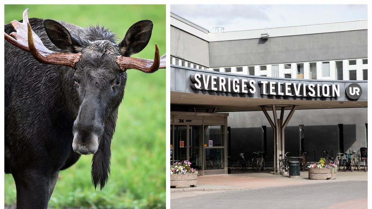 Nya beskedet om SVT:s Den stora älgvandringen: "Så oerhört..."